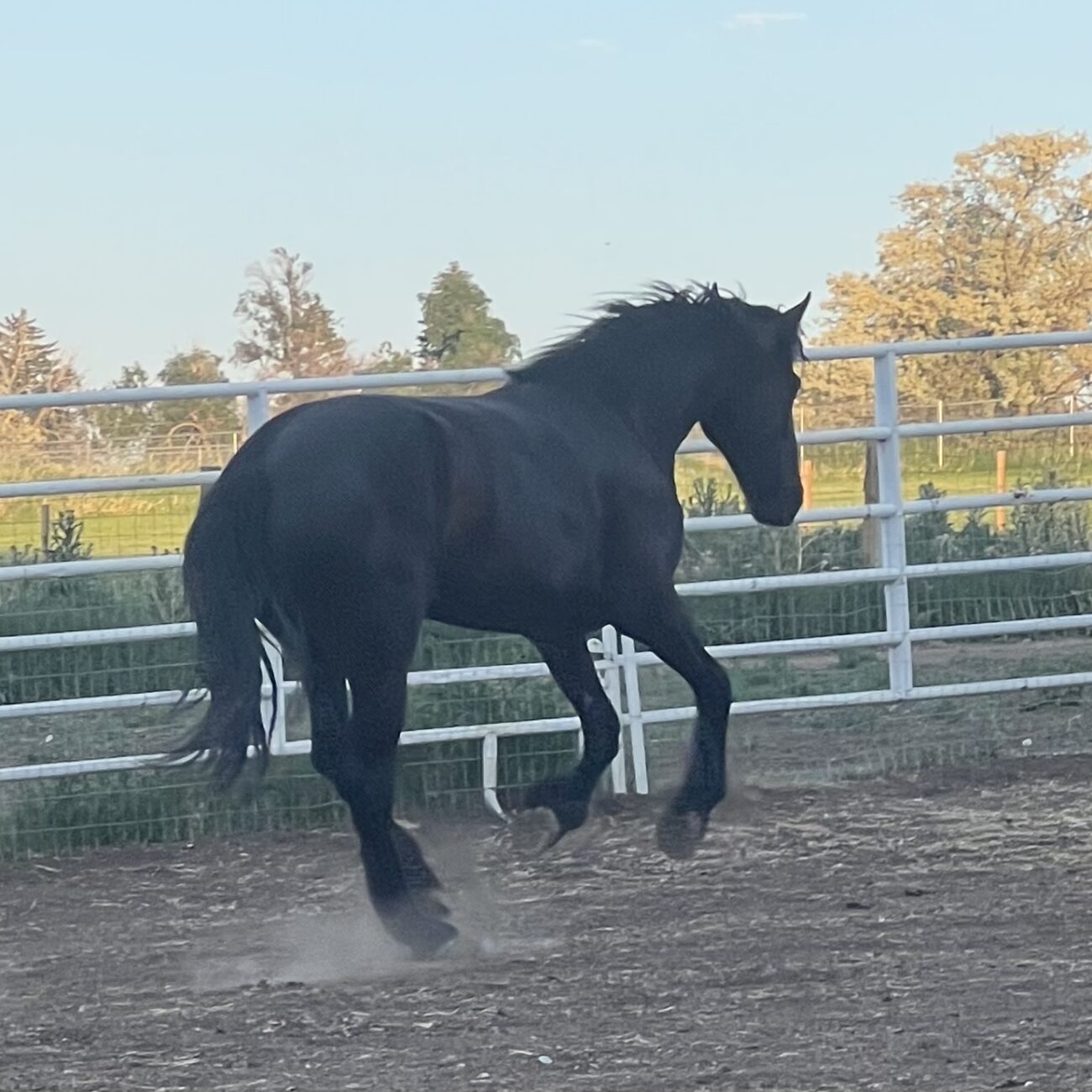 Frisón – Venta de Caballos