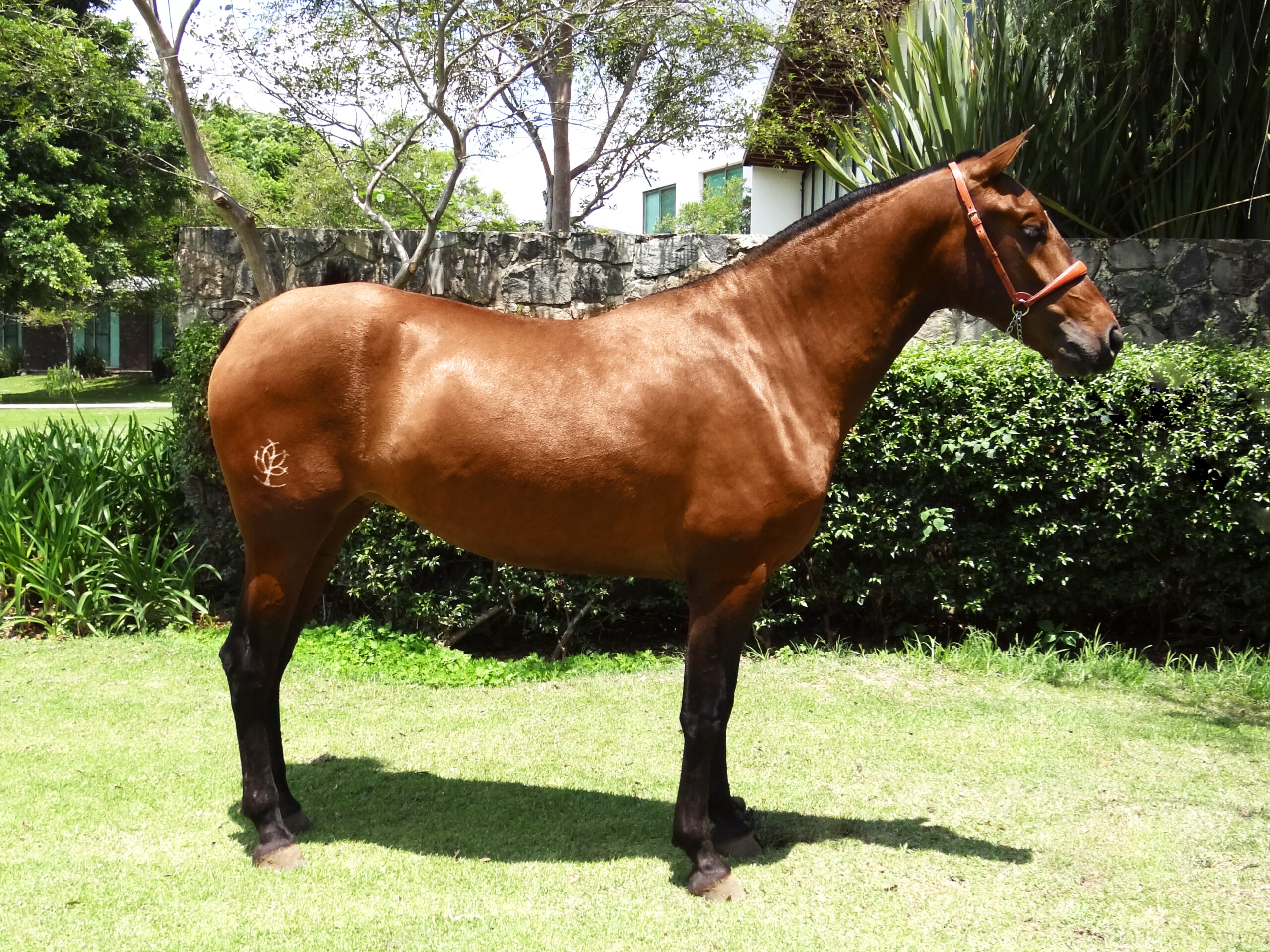 ARB Jade – Linda Potranca – Venta de Caballos