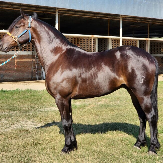 Cuarto De Milla Archivos Venta De Caballos
