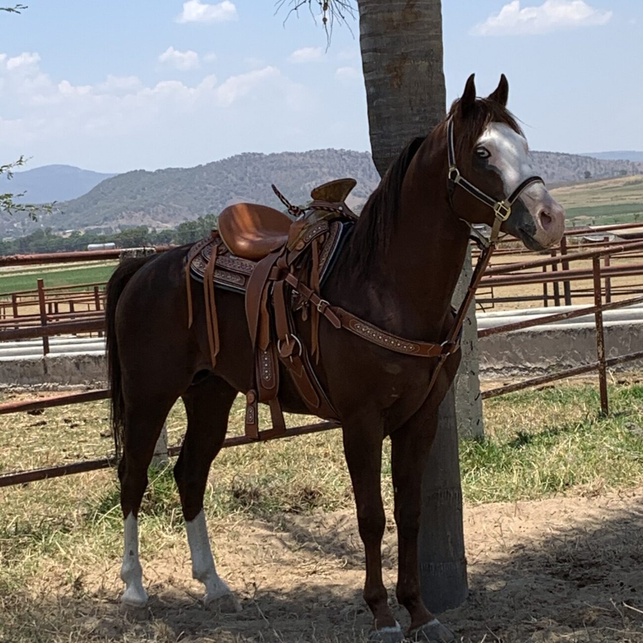 Cuarto de Milla archivos - Venta de Caballos