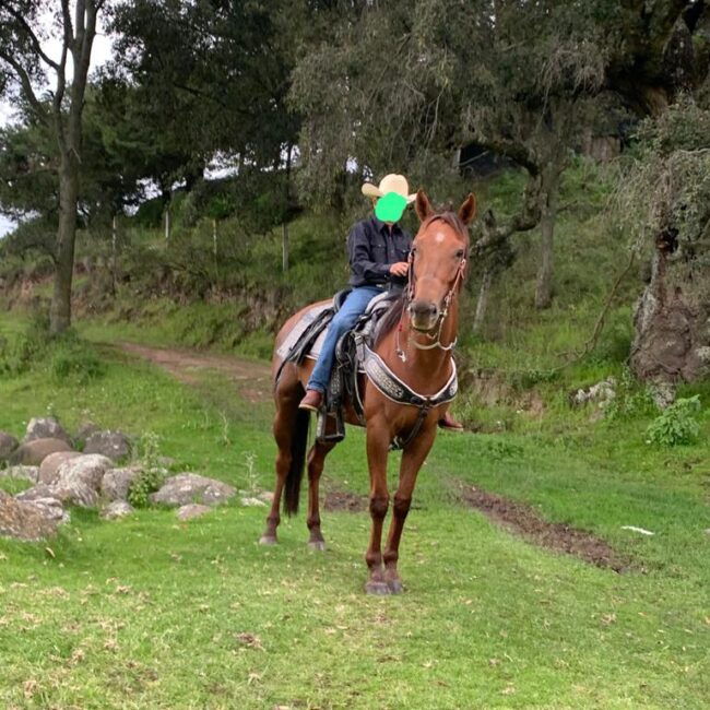 Cuarto de Milla archivos - Venta de Caballos