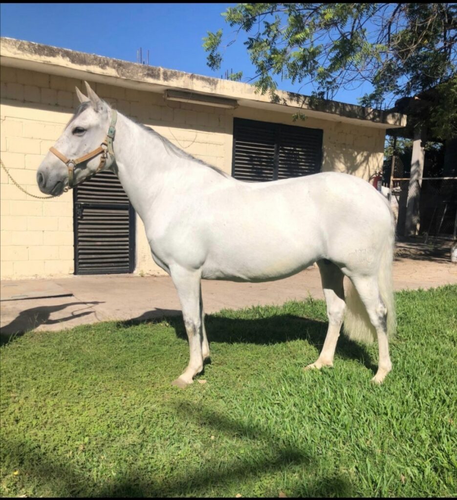 Yegua pansona - Venta de Caballos