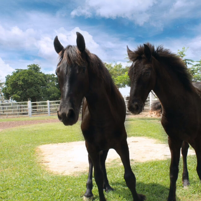Frisón – Venta de Caballos