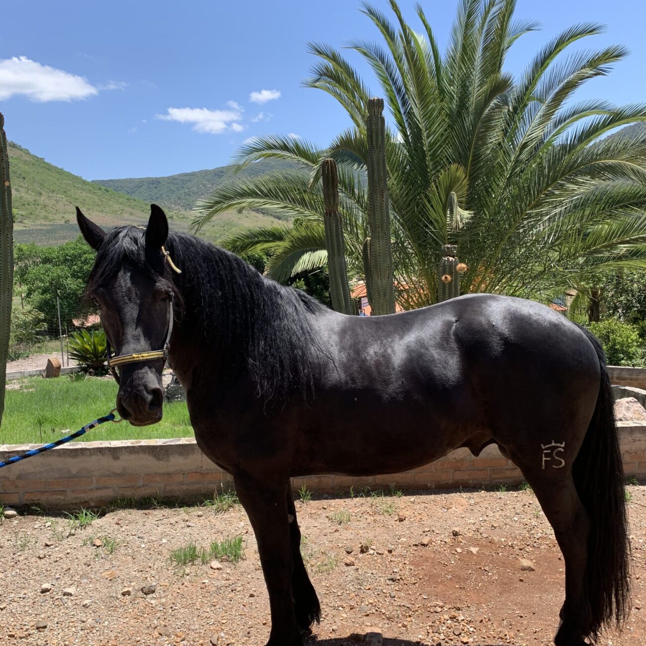 Frisón – Venta de Caballos