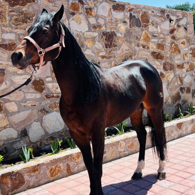 Venta De Caballos En Nicaragua