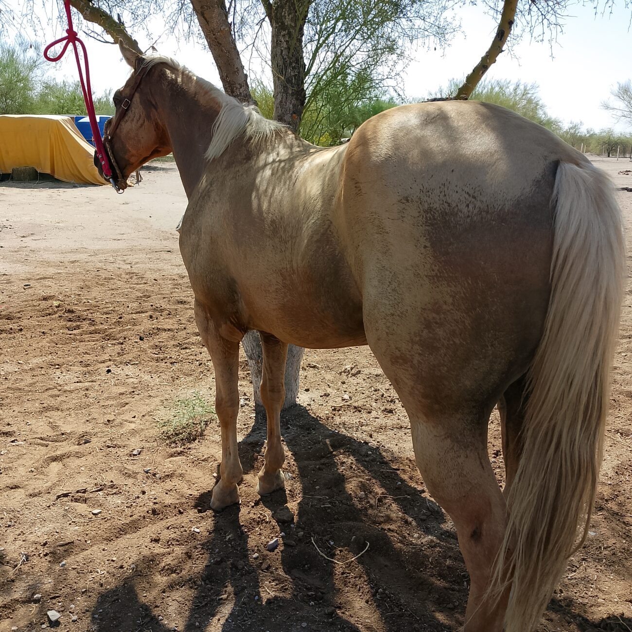 Venta De Caballos En El Salvador